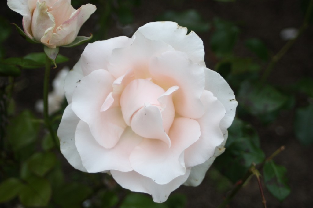 Roses and other Cuties at Filoli Gardens - Mexican American Pro Archives